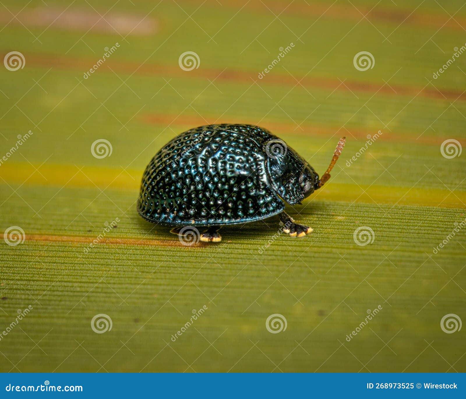 Macro Shot of Metallic Shield Bug on a Palm Leaf Stock Image - Image of ...