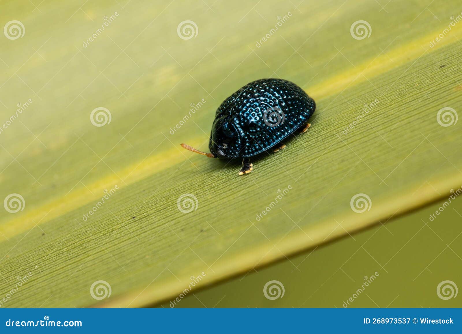 Macro Shot of Metallic Shield Bug on a Palm Leaf Stock Image - Image of ...
