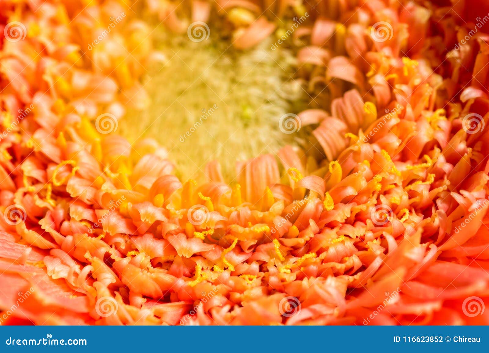 Macro Shot of a Middle Part of the Orange Gerbera Flower Stock Photo ...
