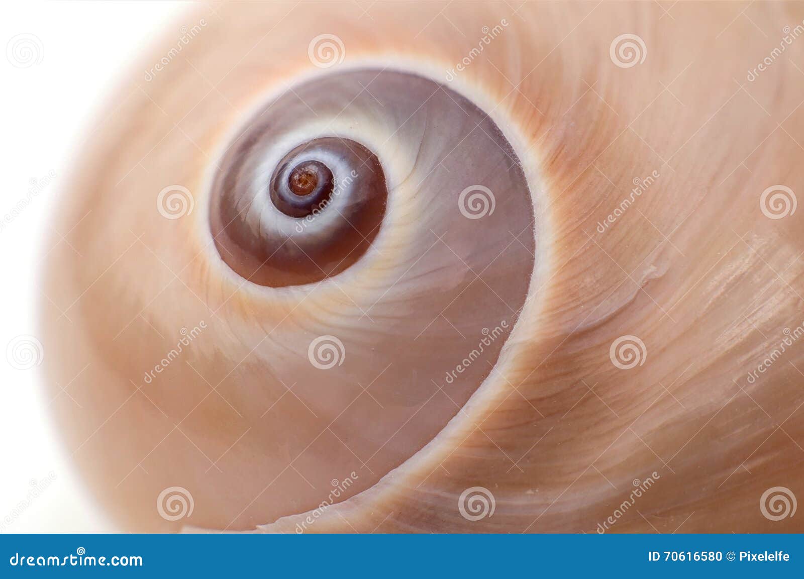 Macro shot of a moon snail stock photo. Image of mollusk - 70616580