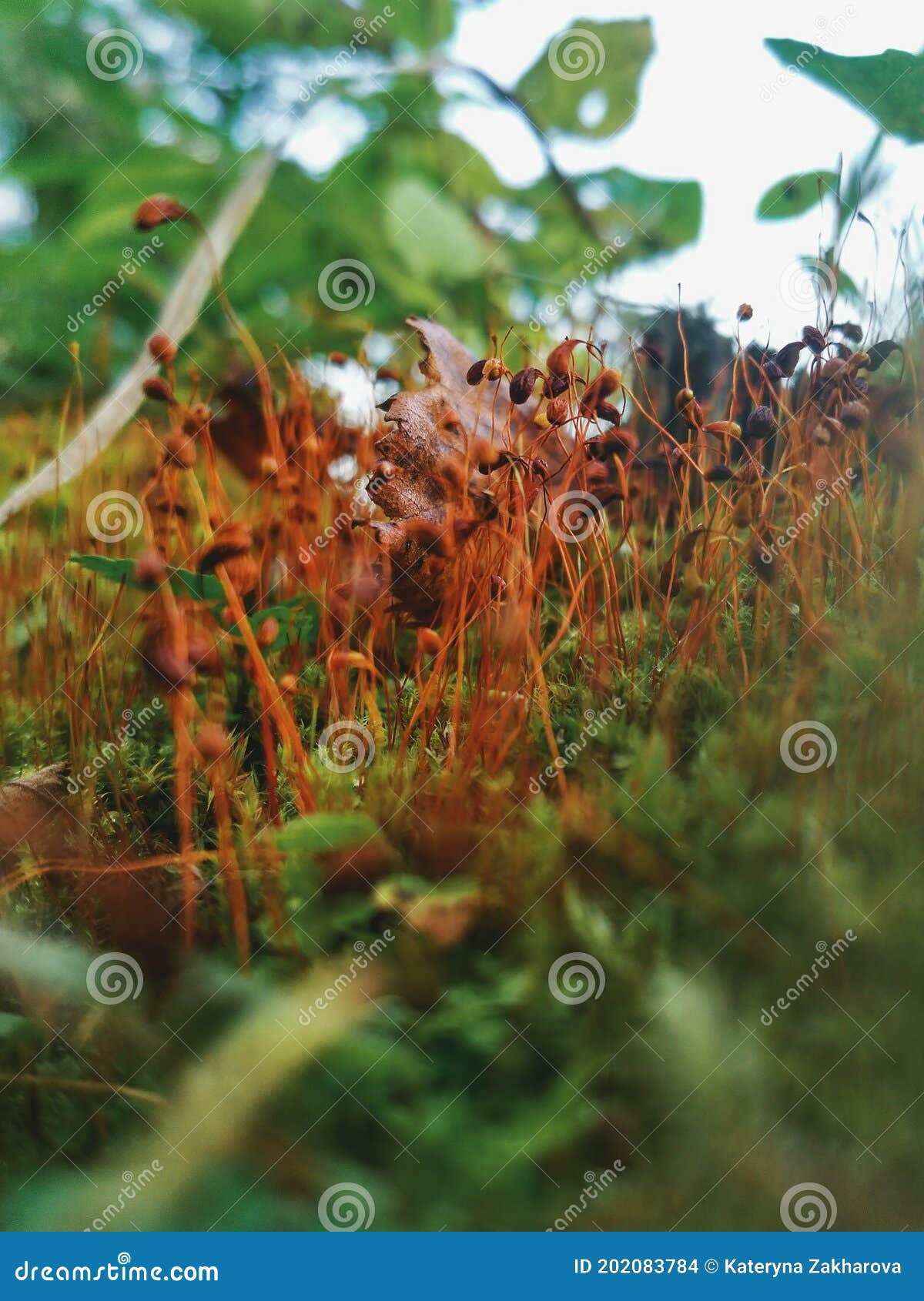 Macro Shot of Moss Spore in the Autumn Forest Stock Photo - Image of ...