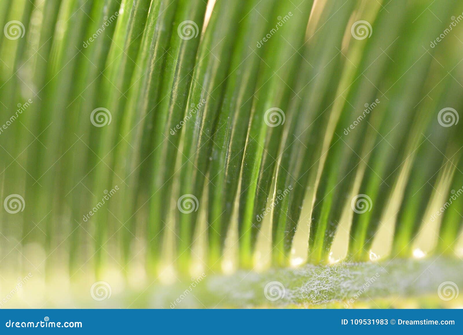 Multiple leaf macro stock image. Image of color, leaf - 109531983