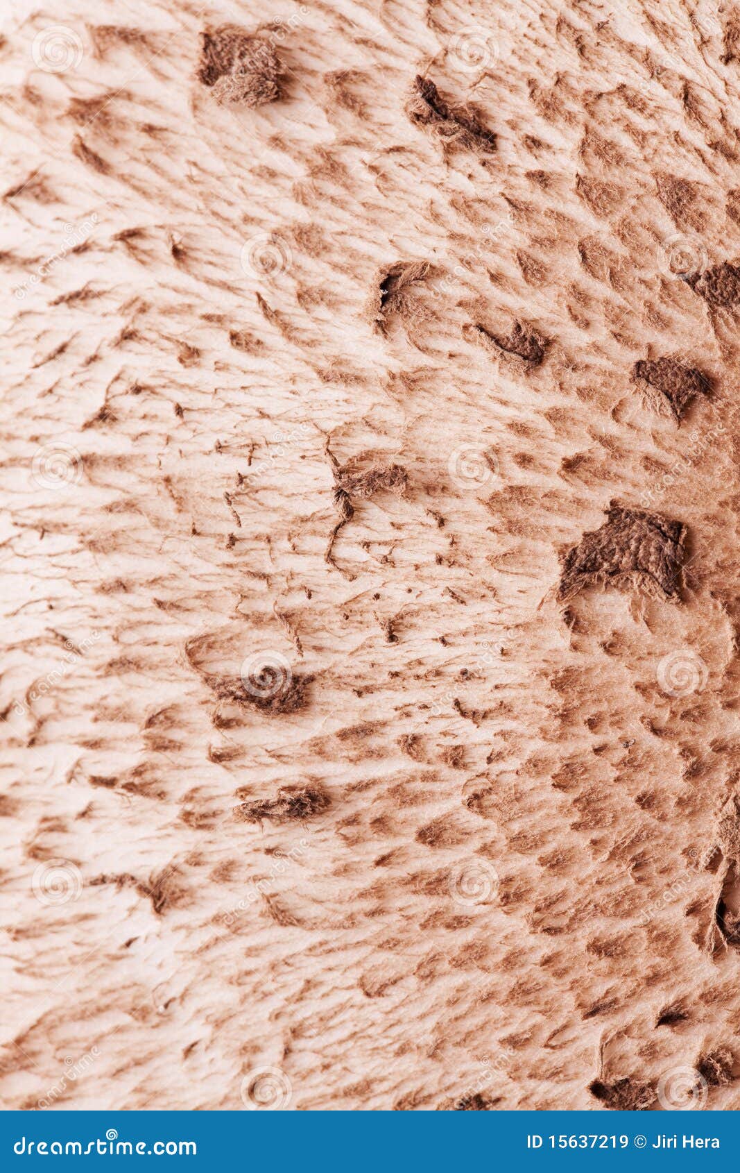 Macro Shot of Mushroom Texture Stock Image - Image of autumn, edible ...