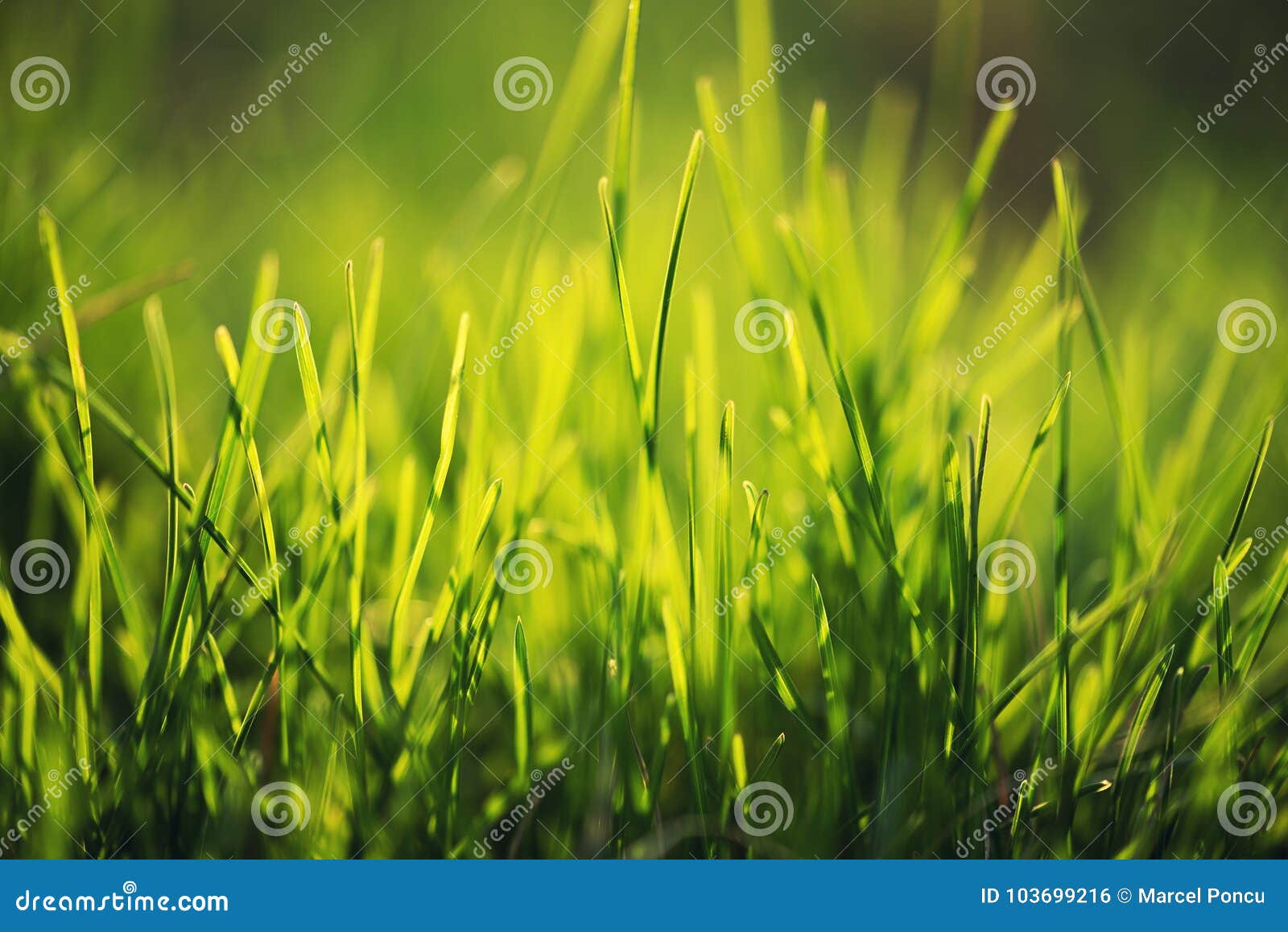 Macro Shot Natural Growing Grass Field Stock Photo - Image of blur ...