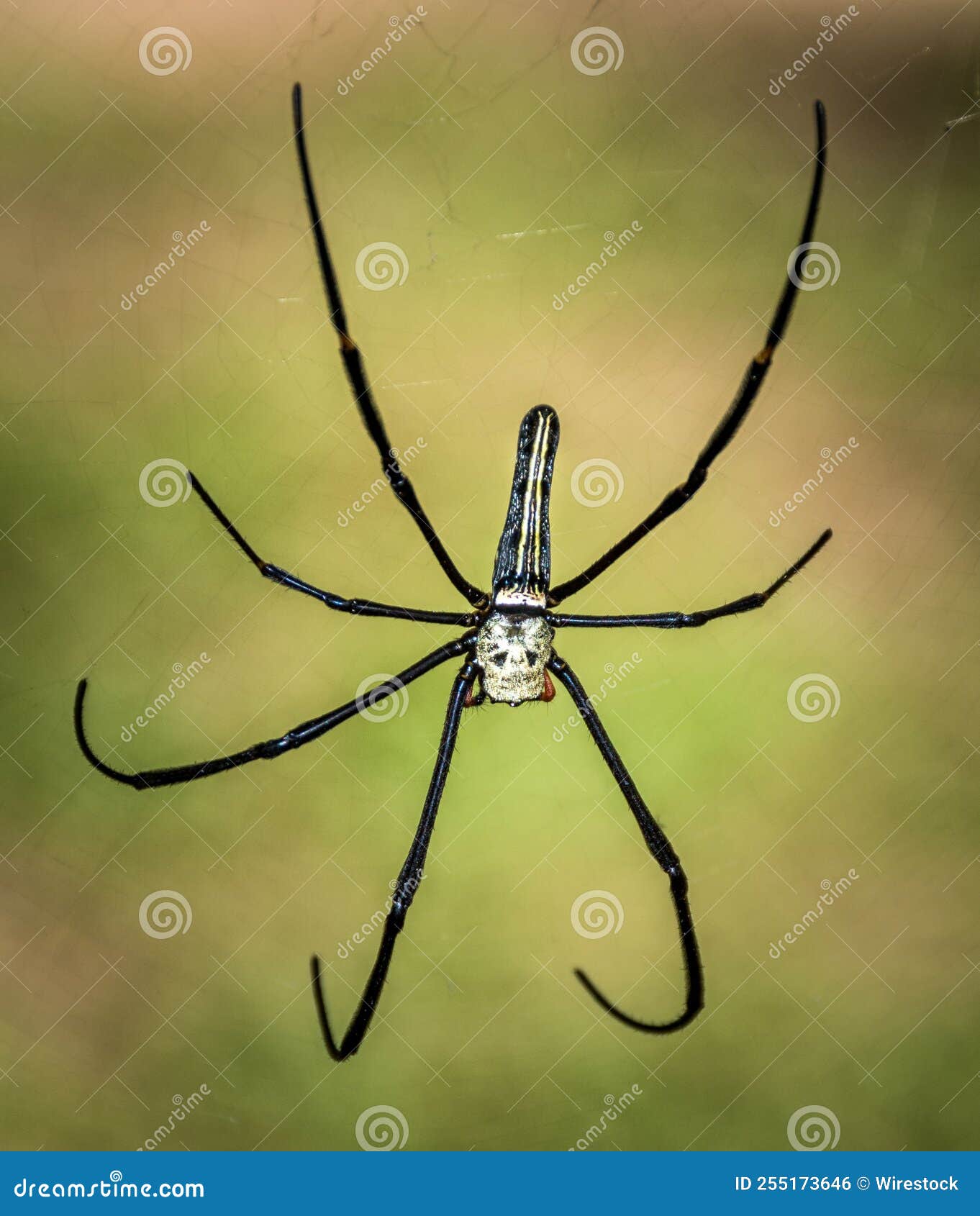 Macro Shot of Nephila Pilipes Spider on a Web Stock Photo - Image of ...