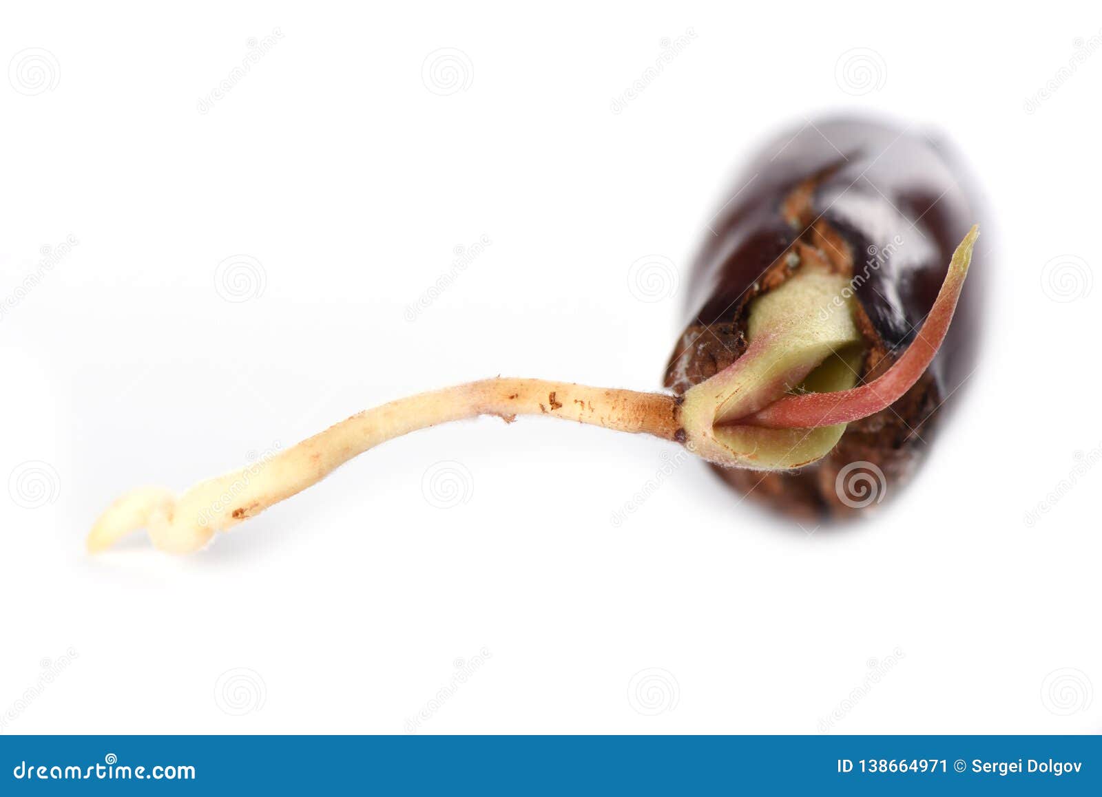 Selective Focus. New Lychee Sprout and Root. Two Weeks of Seed ...