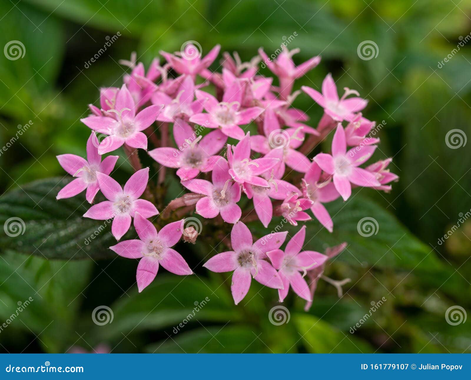 Macro Shot of Nice Fresh Centaurium Erythraea on Green Grass Stock ...