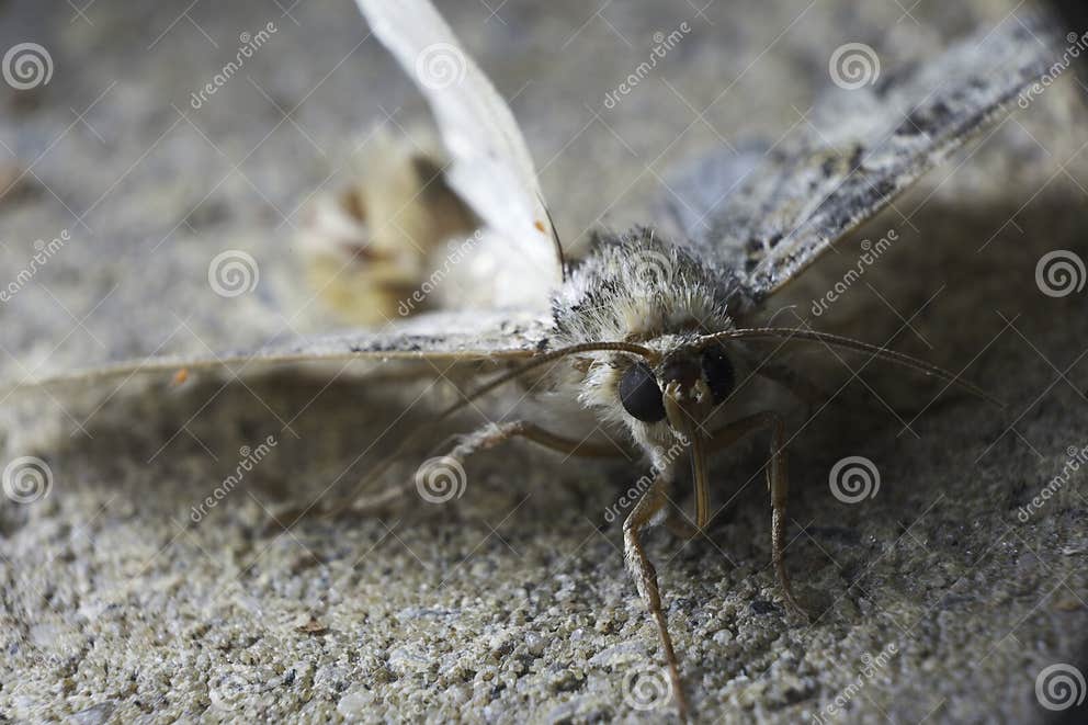 Macro Shot of a Night Moth on Sandy Ground Stock Photo - Image of moth, creature: 305532948
