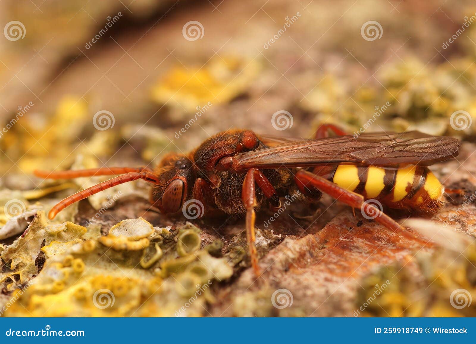 Macro Shot of Nomada Flava, Flavous Nomad Bee. Stock Image - Image of ...