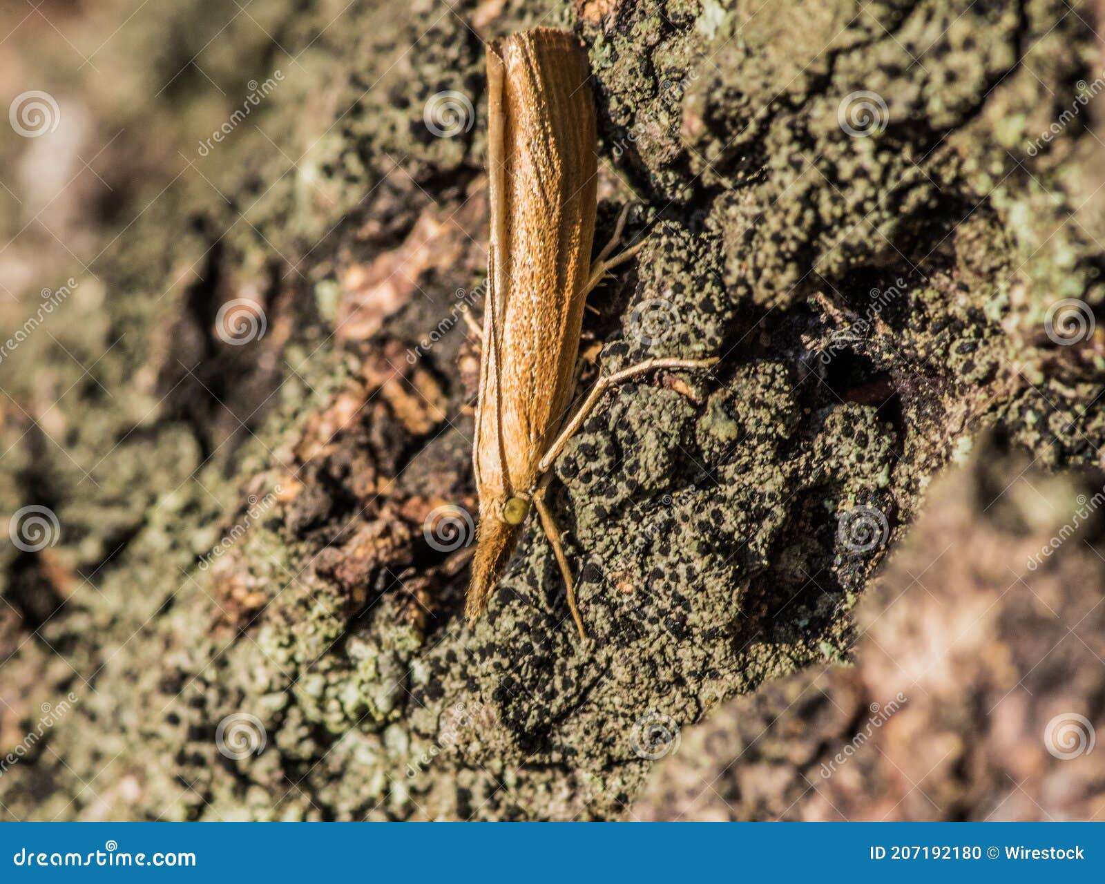 Macro Shot of an Oblong Brown Insect on the Bark of a Tree Stock Photo ...