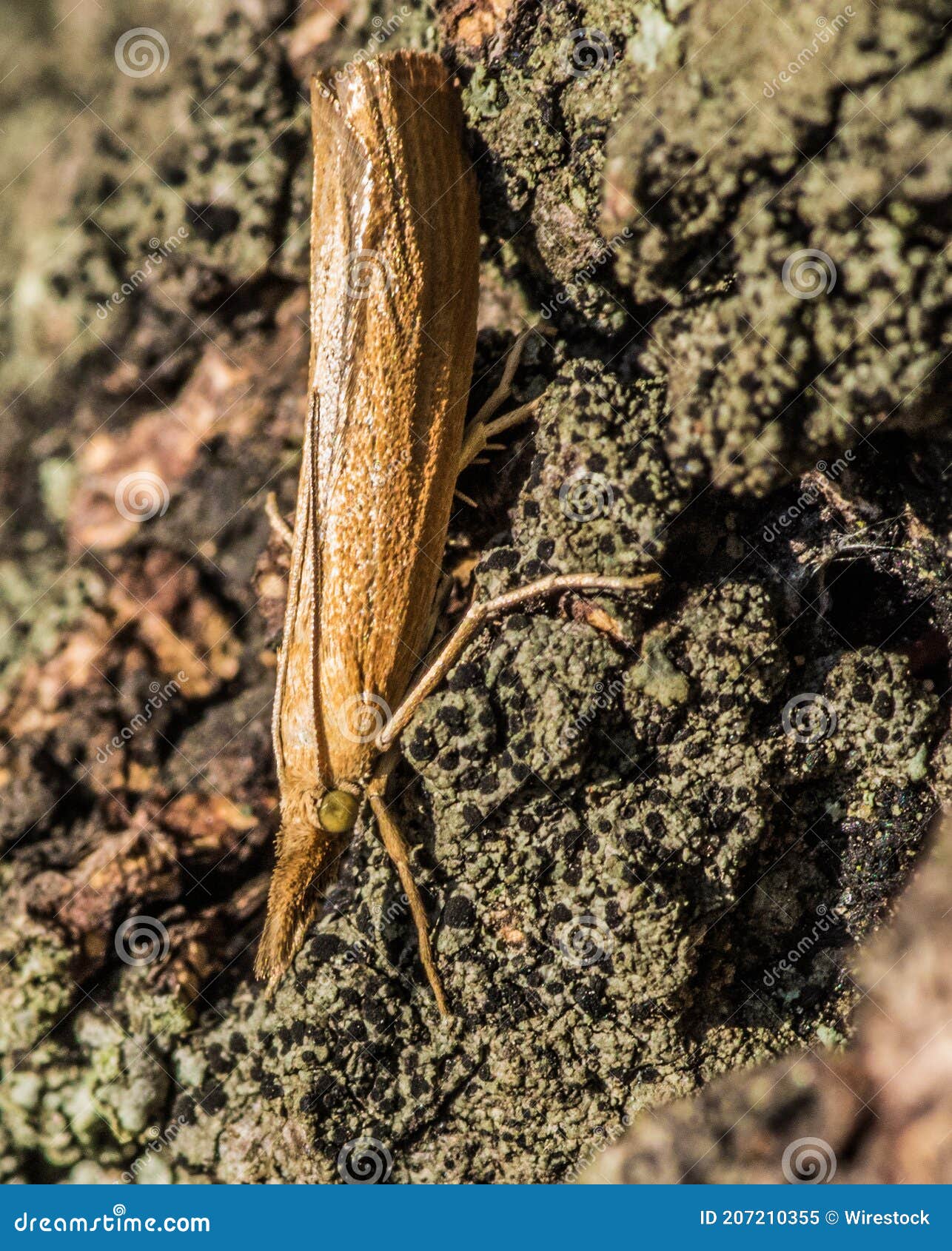 Macro Shot of an Oblong Brown Insect on the Bark of a Tree Stock Image ...