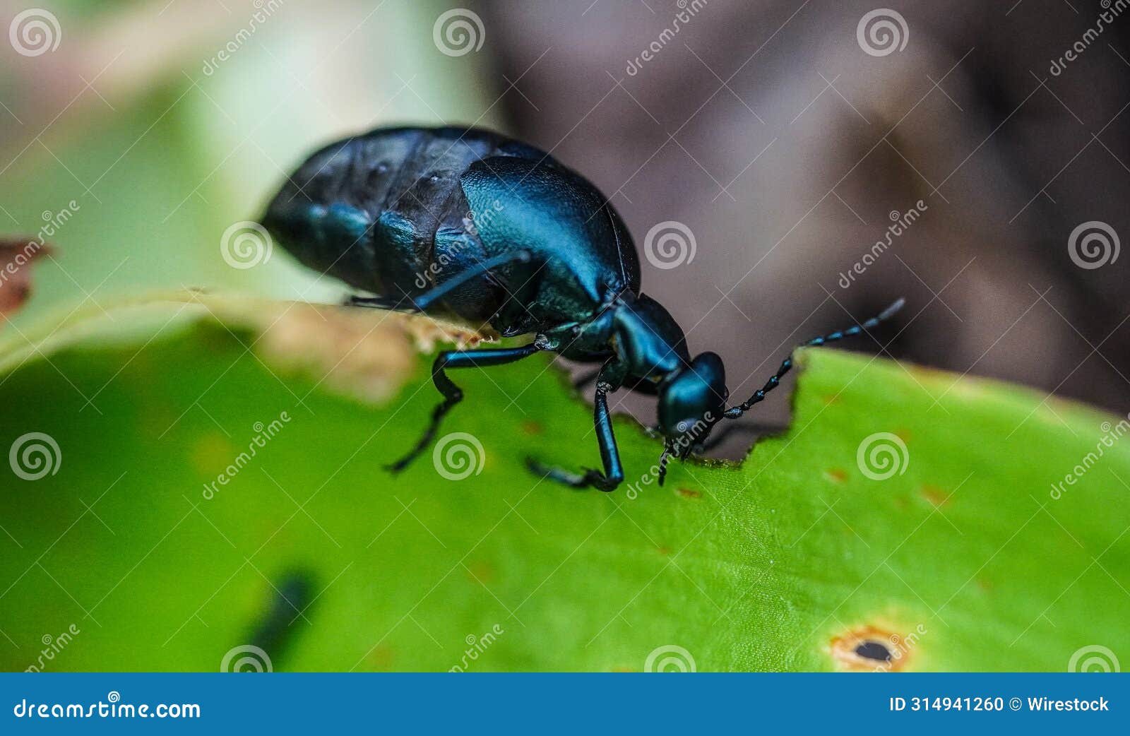 Macro Shot of an Oil Beetle, Also Known As a Blister Beetle, Feeding on ...