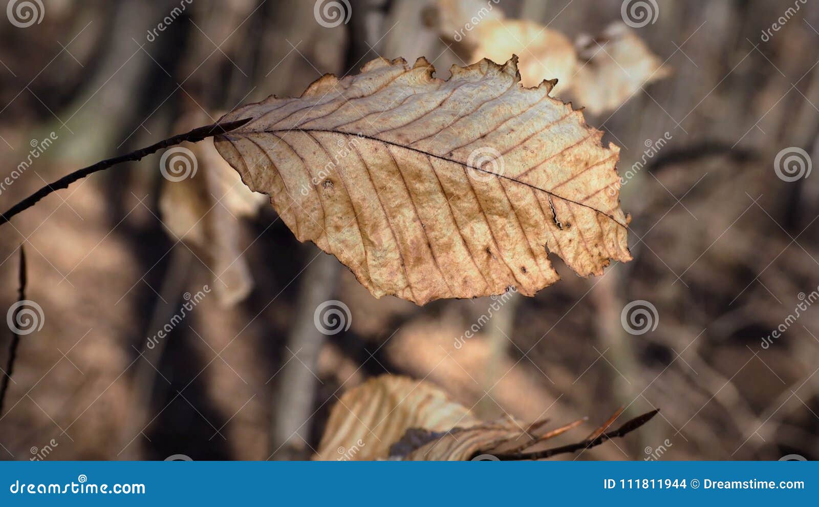 Old tree leaf in spring stock photo. Image of shot, colors - 111811944