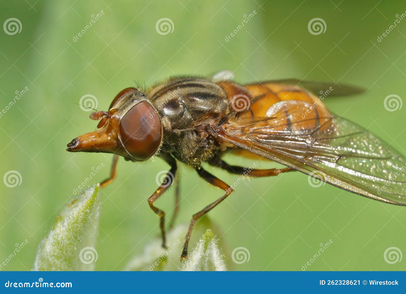 Macro Shot of Orange-colored Snout Hoverfly with a Green Blurry ...