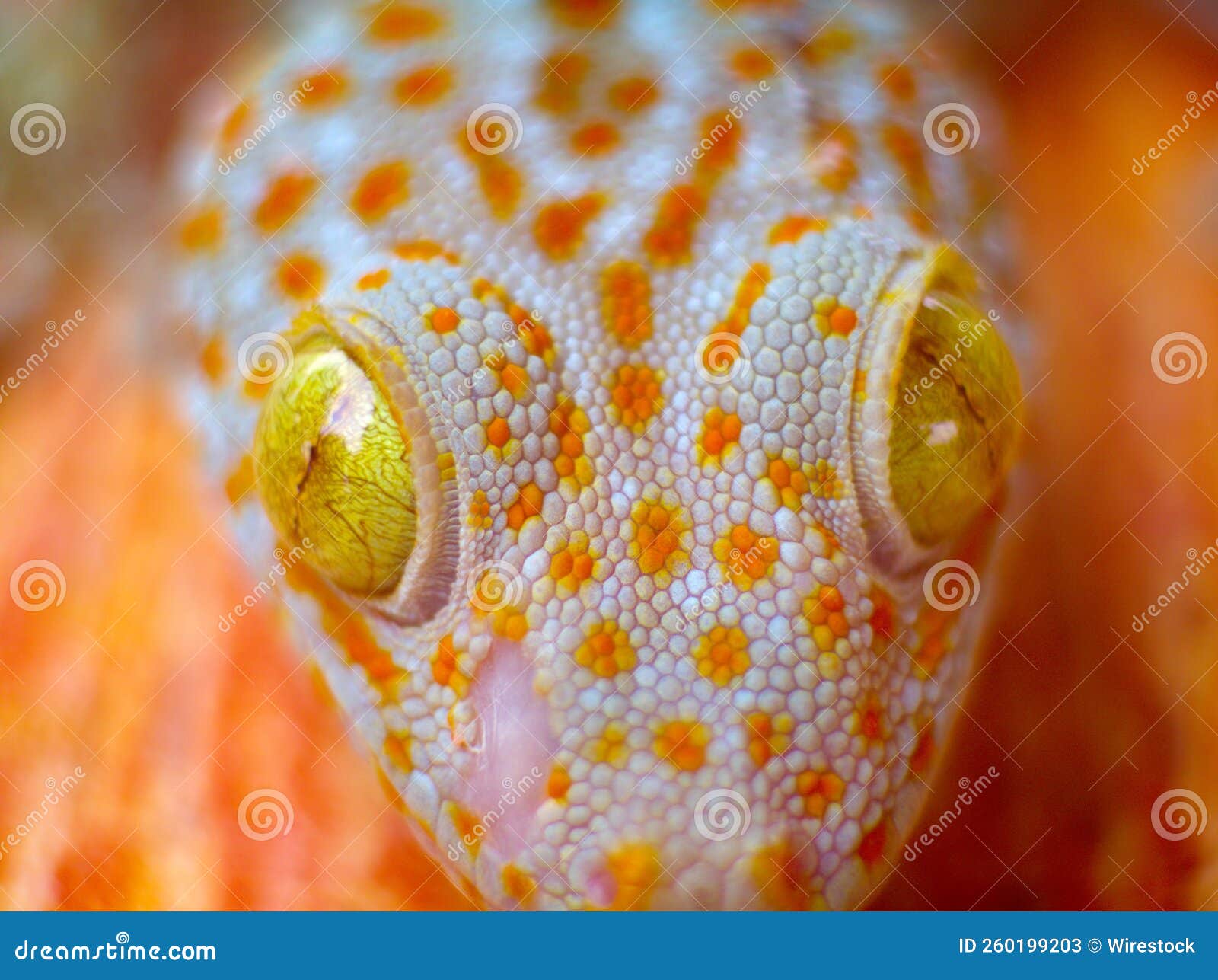 Macro Shot of an Orange and White Tokay Gecko Stock Image - Image of ...