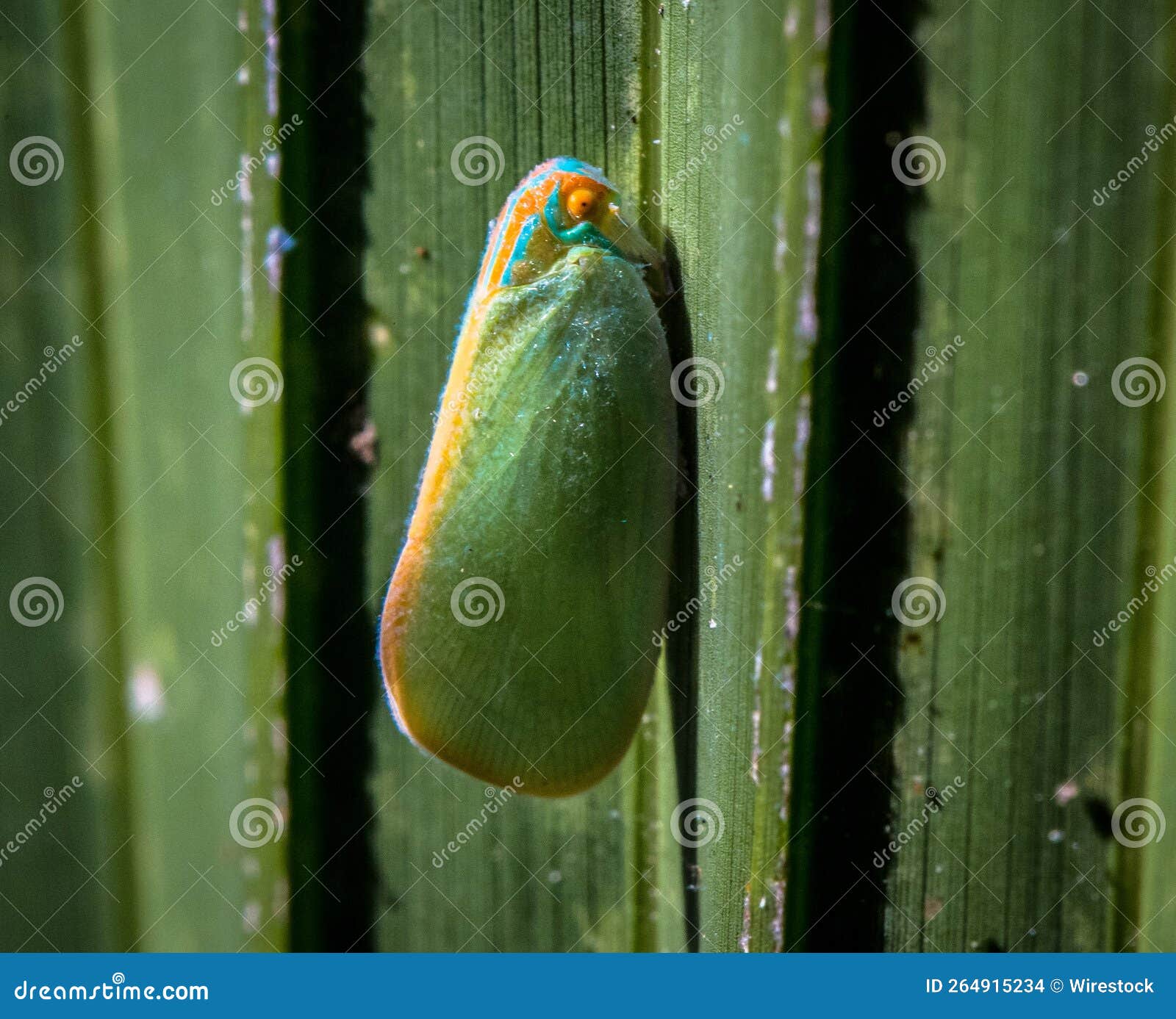 Macro Shot of a Palm Flatid Planthopper Stock Photo - Image of nature ...