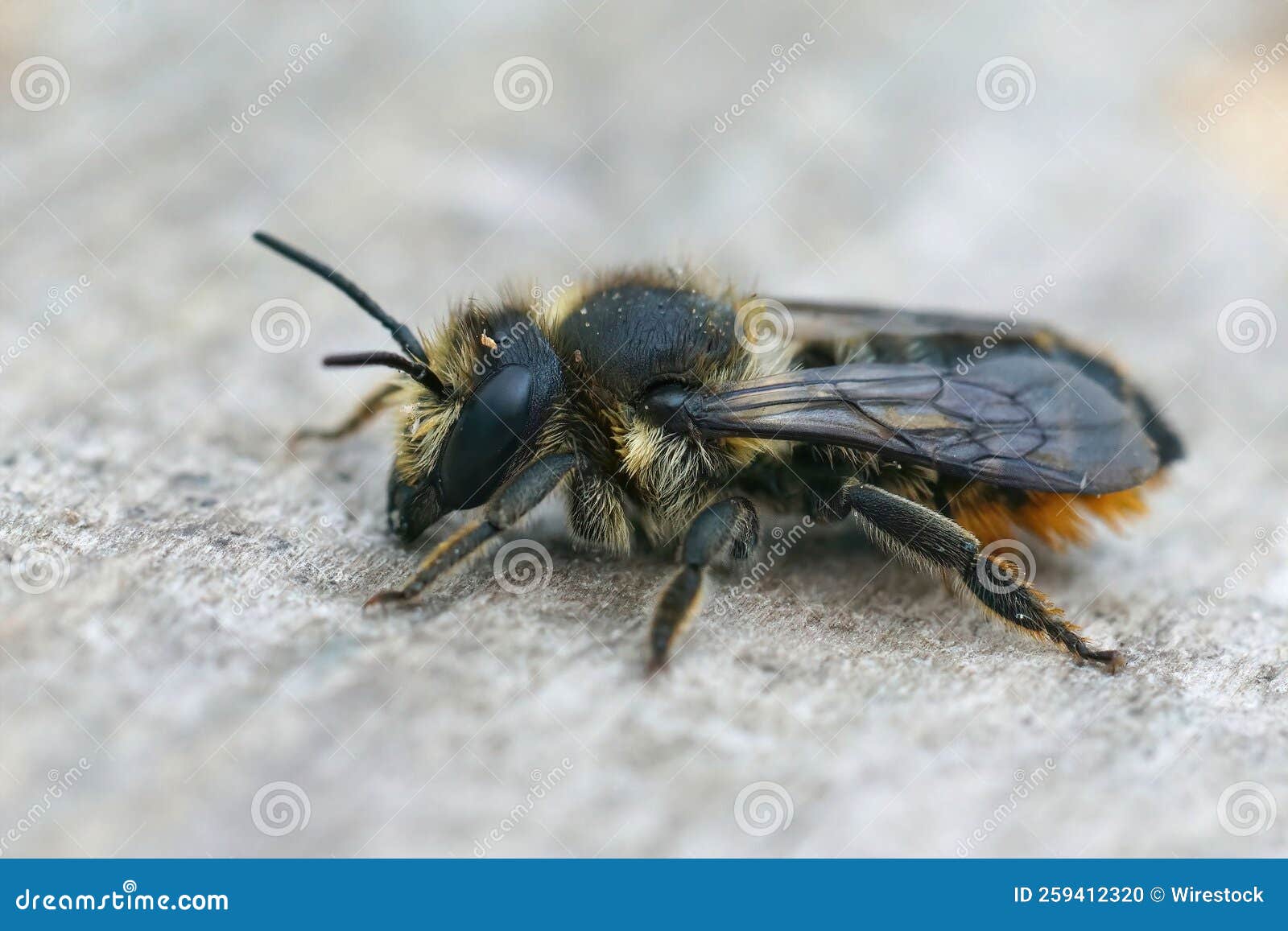 Macro Shot of a Patchwork Leaf-cutter Bee (Megachile Centuncularis ...