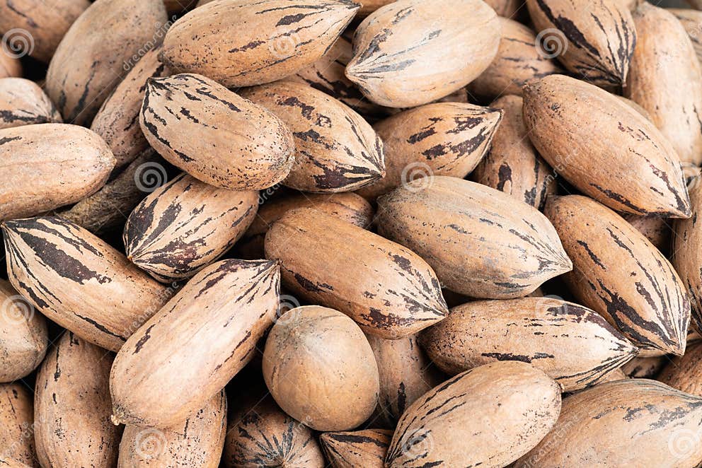 Macro Shot of Pecan Nuts in Shell Stock Photo - Image of farming, food ...