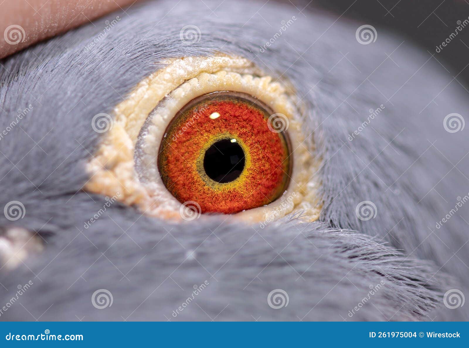 Macro Shot of a Pigeon Eye S Details Stock Photo - Image of eyeball ...