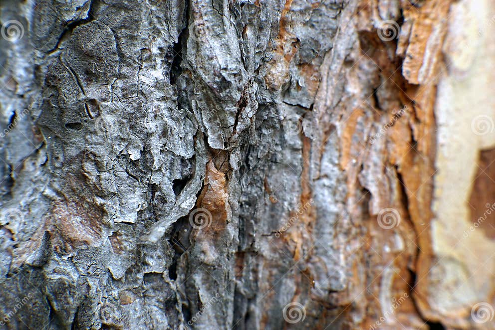 Macro Shot of a Pine Tree Bark Stock Image - Image of nature, firewood ...