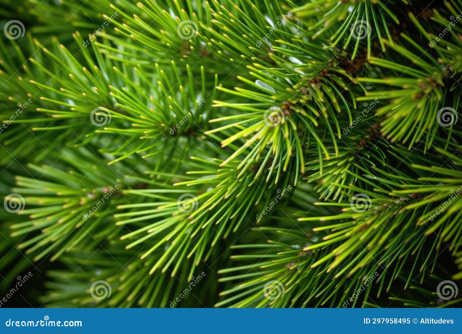 Macro Shot of Pine Tree Needles Stock Image - Image of outdoor ...