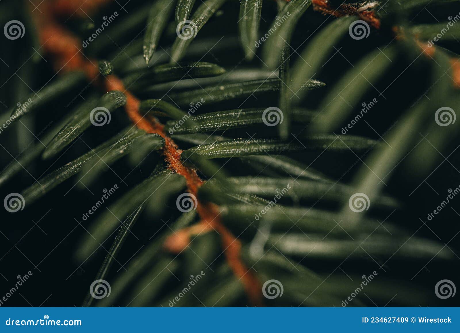 Macro Shot of the Pine Tree Spines Detail. Stock Image - Image of ...