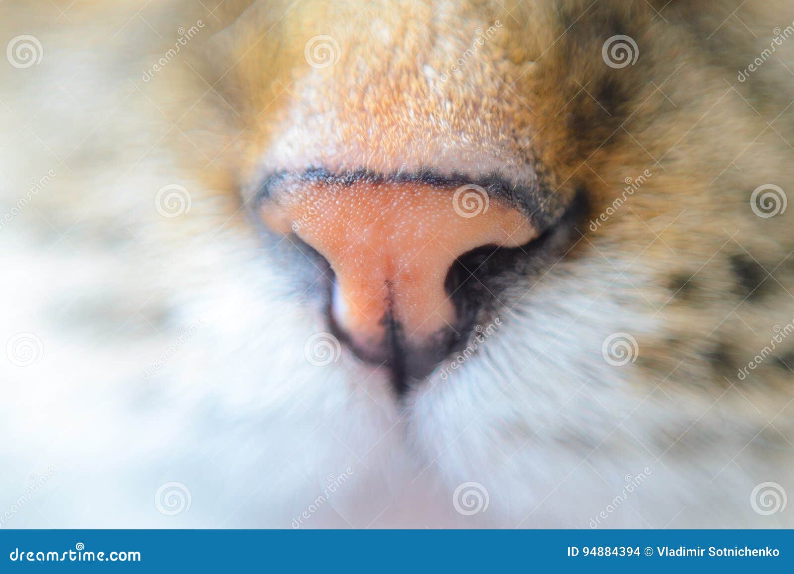Macro Shot of a Pink Nose of a Cat Stock Photo - Image of orange, funny ...
