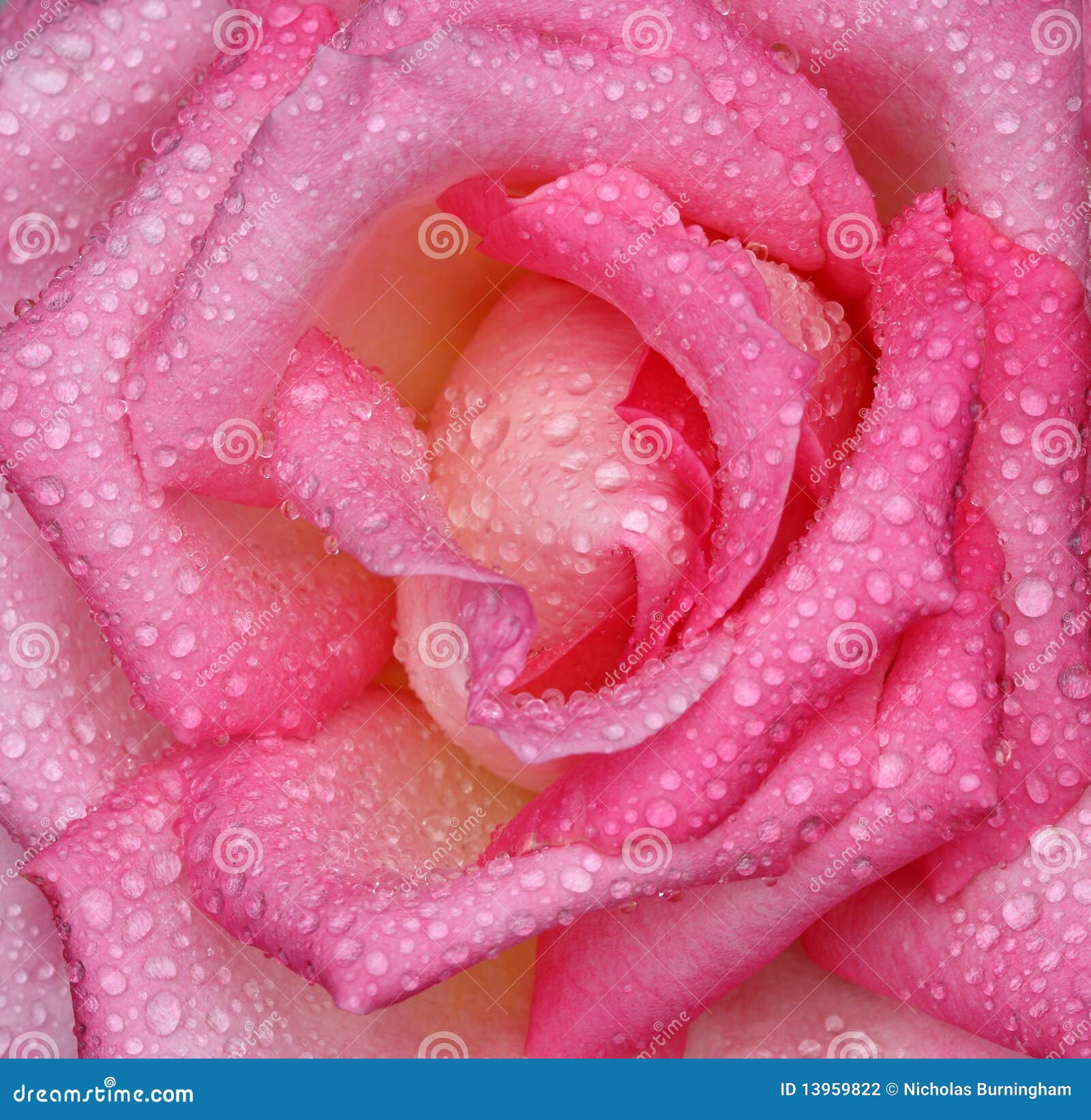 Macro Shot of Pink Rose with Raindrops Stock Photo - Image of occasion ...