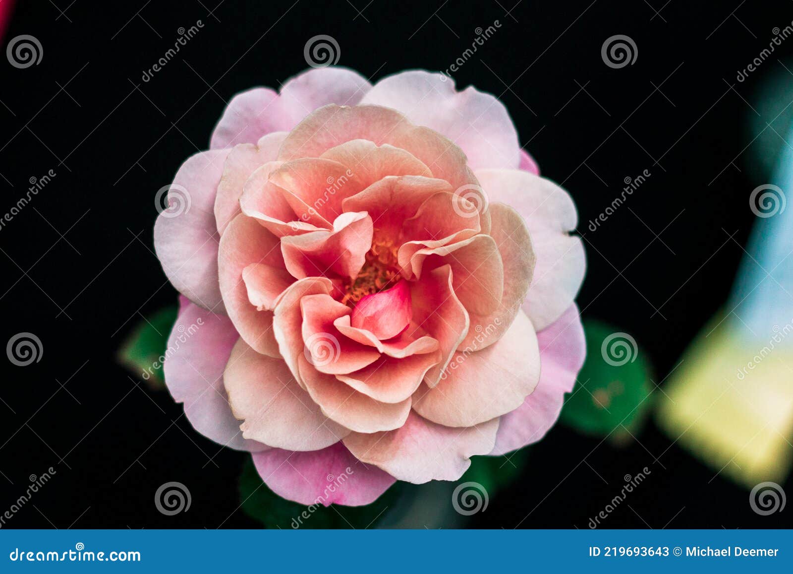 Macro Shot of a Pink Rose at a Rose Show Stock Image - Image of meijer ...