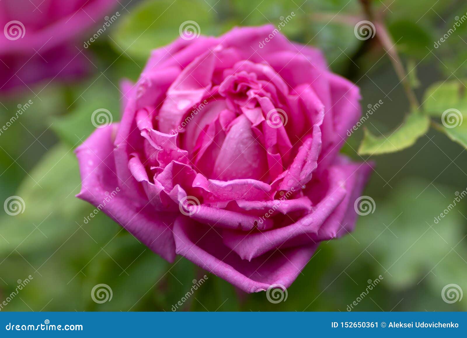 Macro Shot of Pink Rose in Soft Focus Stock Image - Image of flower ...