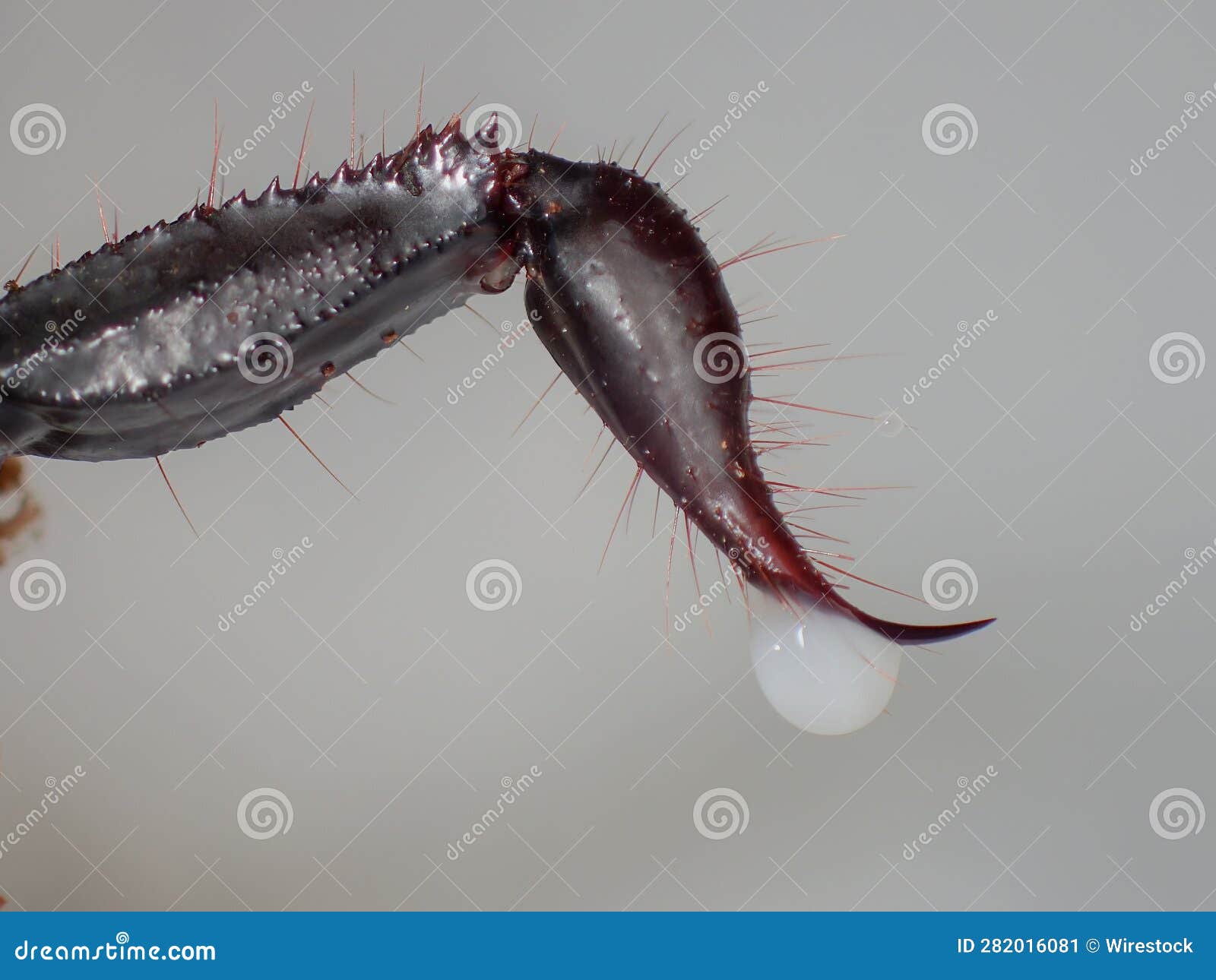 Macro Shot of a Poisonous Tail of a Scorpion Stock Image - Image of ...