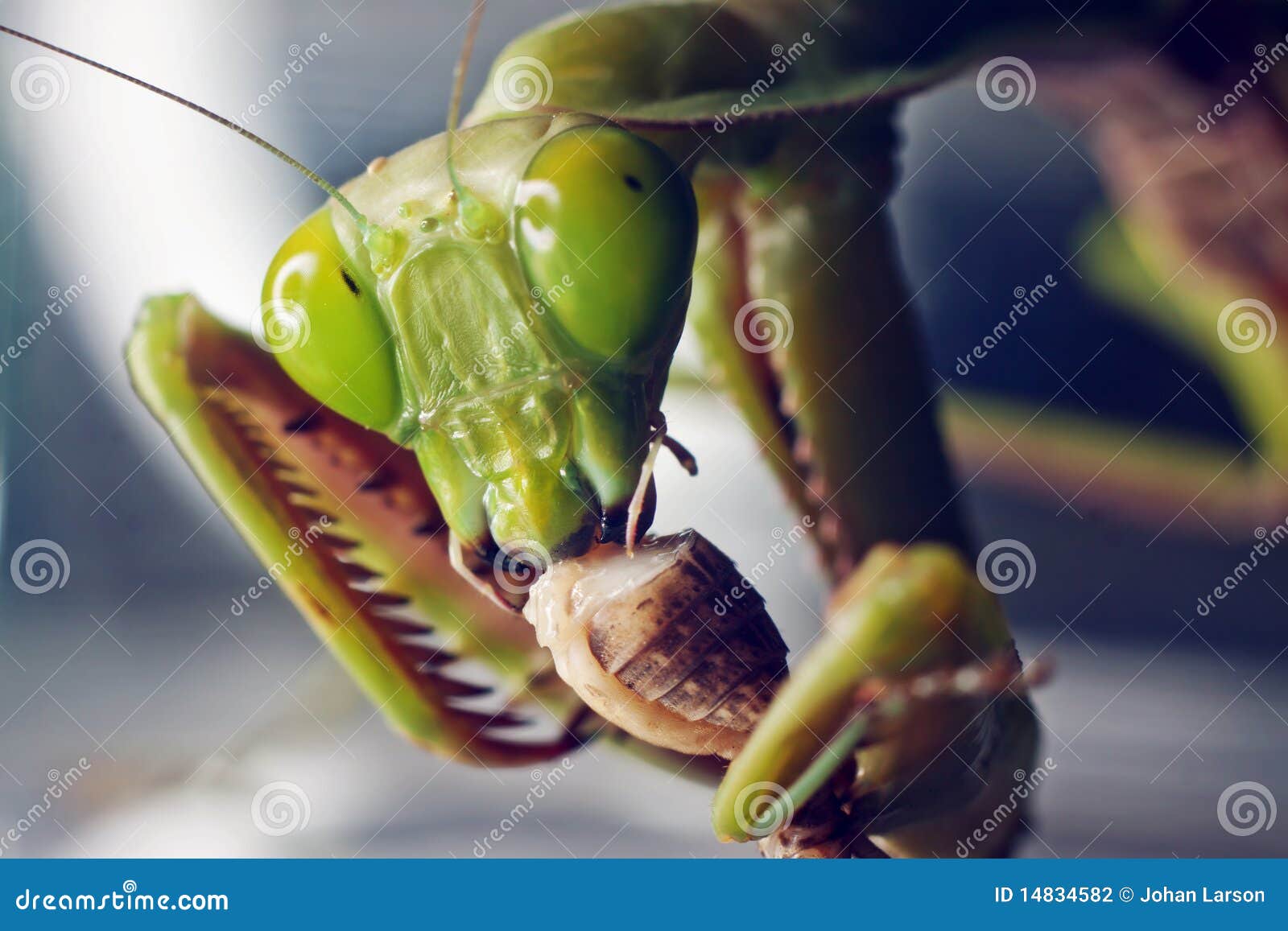 The Praying Mantis A Predatory Insect, Fearsome With Its Raptorial Fore ...