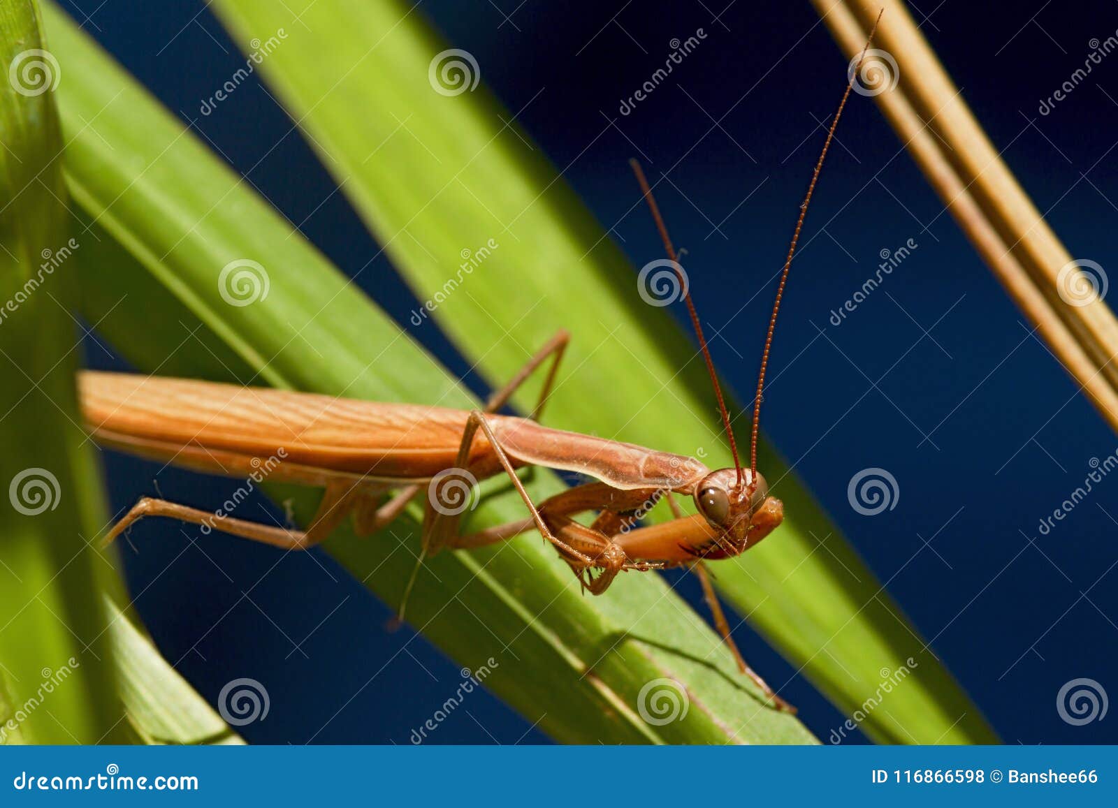 Macro Shot of a Praying Mantis with Forelegs and Head Stock Photo ...