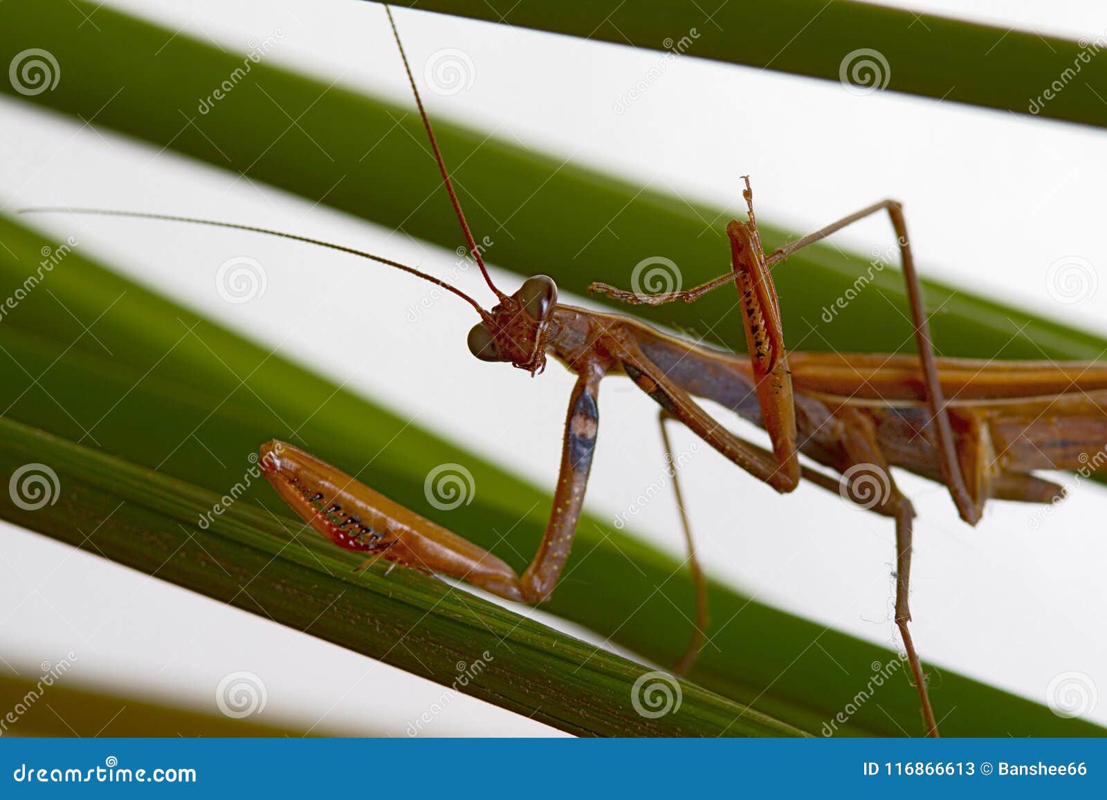 Macro Shot of a Praying Mantis with Forelegs and Head Stock Image ...