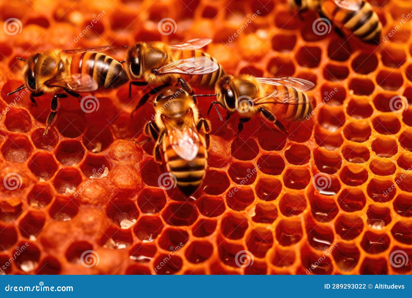 Macro Shot of Propolis, Bee Glue, in Hive Stock Photo - Image of health ...