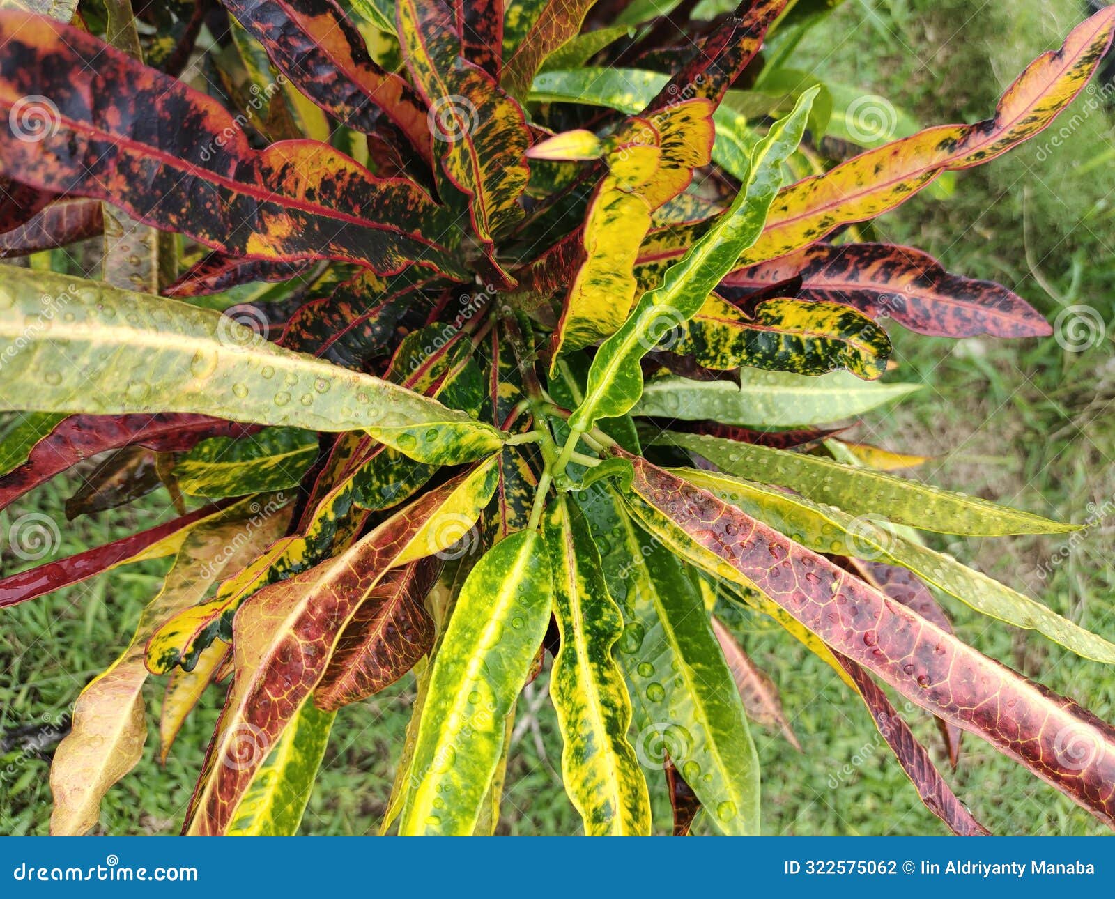 Macro Shot of Puring or Garden Croton Plants Stock Photo - Image of ...
