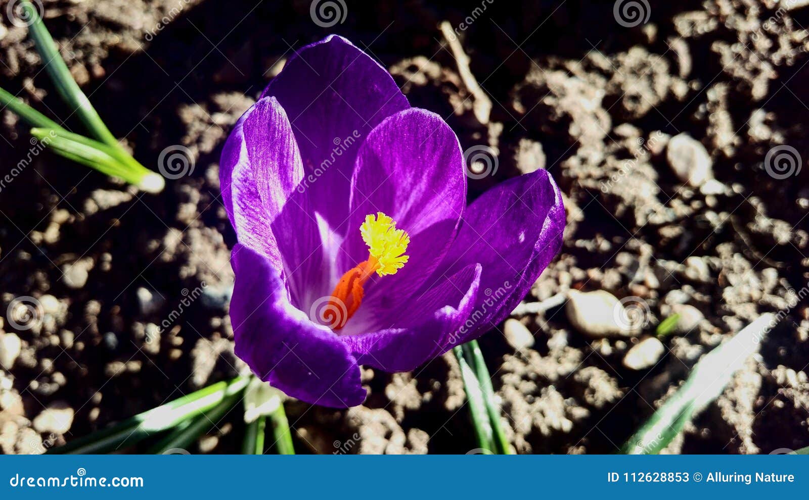 Purple Crocus - Flower Macro Stock Image - Image of flower, macro ...