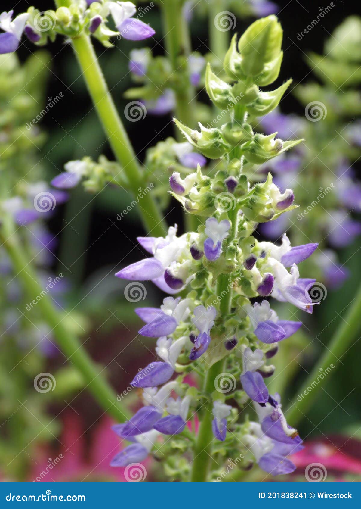 Silvia Flower Stock Photos - Free & Royalty-Free Stock Photos from ...
