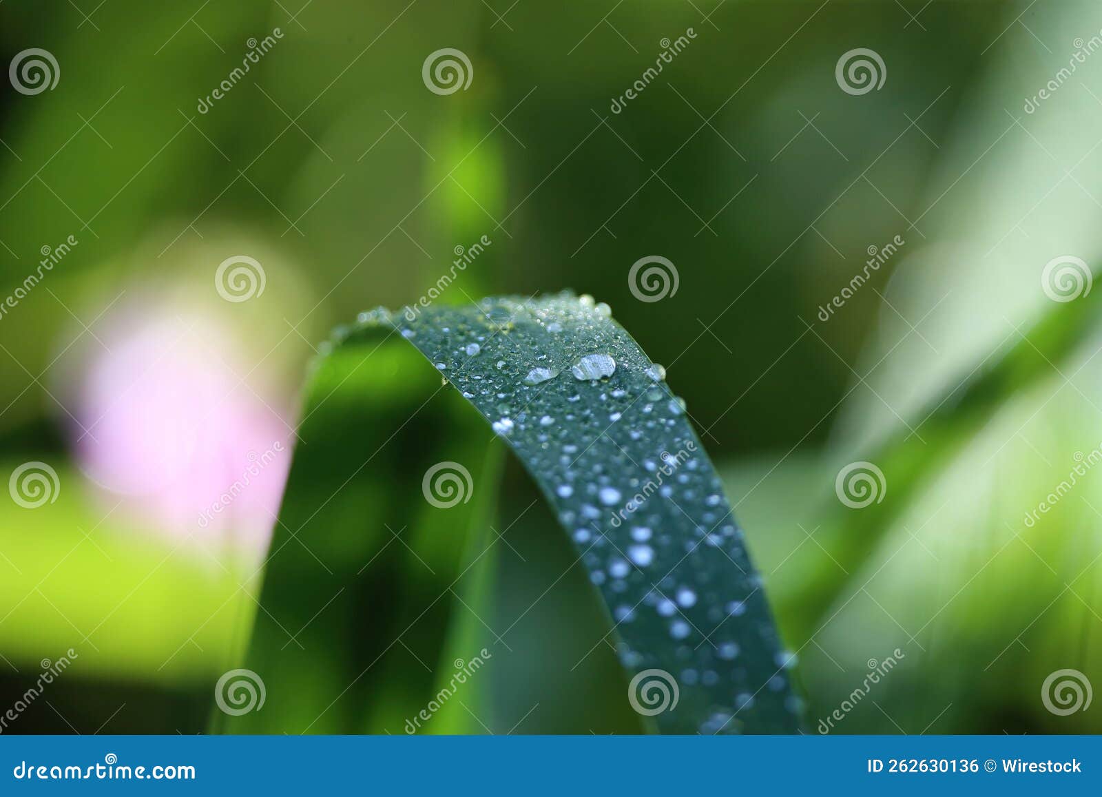 Macro Shot Of Raindrops On Bright Green Grass In Garden On Blurry