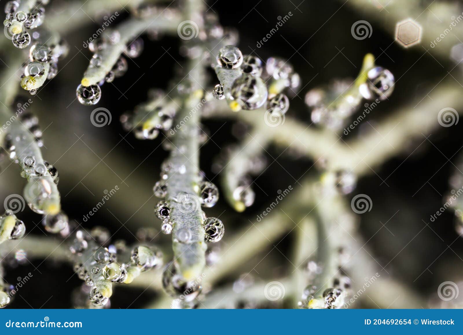 Macro Shot of Raindrops on a Wild Plant Stock Photo - Image of bright ...