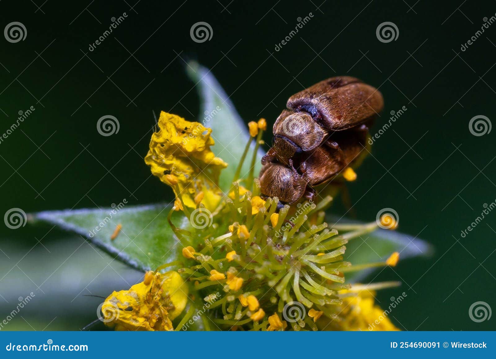 Macro Shot of a Raspberry Beetle on Solidago Plant with Blur Background ...