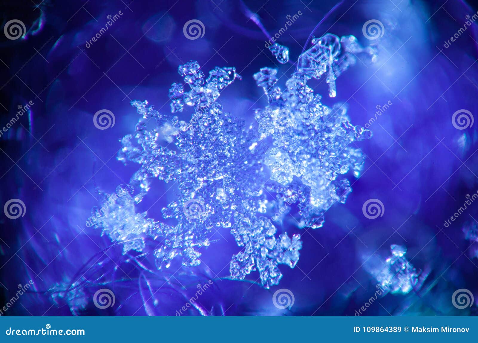 Real Snowflake Macro Shot from Real Winter Stock Image - Image of frost ...