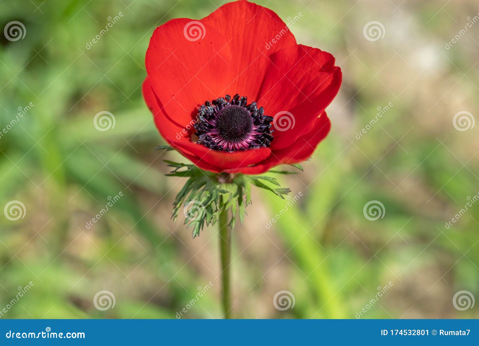 Macro Shot of Red Anemone Flower on Spring Meadow Stock Image - Image ...