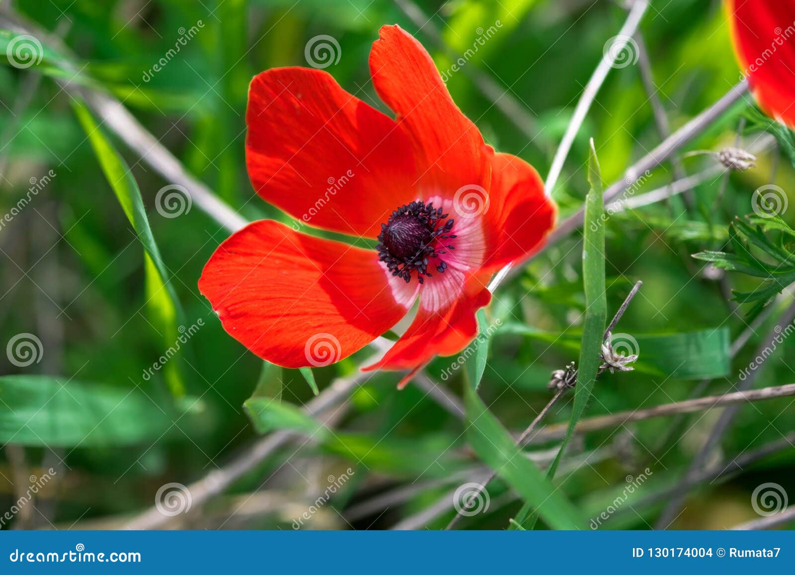 Macro Shot of Red Anemone Flower Stock Photo - Image of blue, growth ...