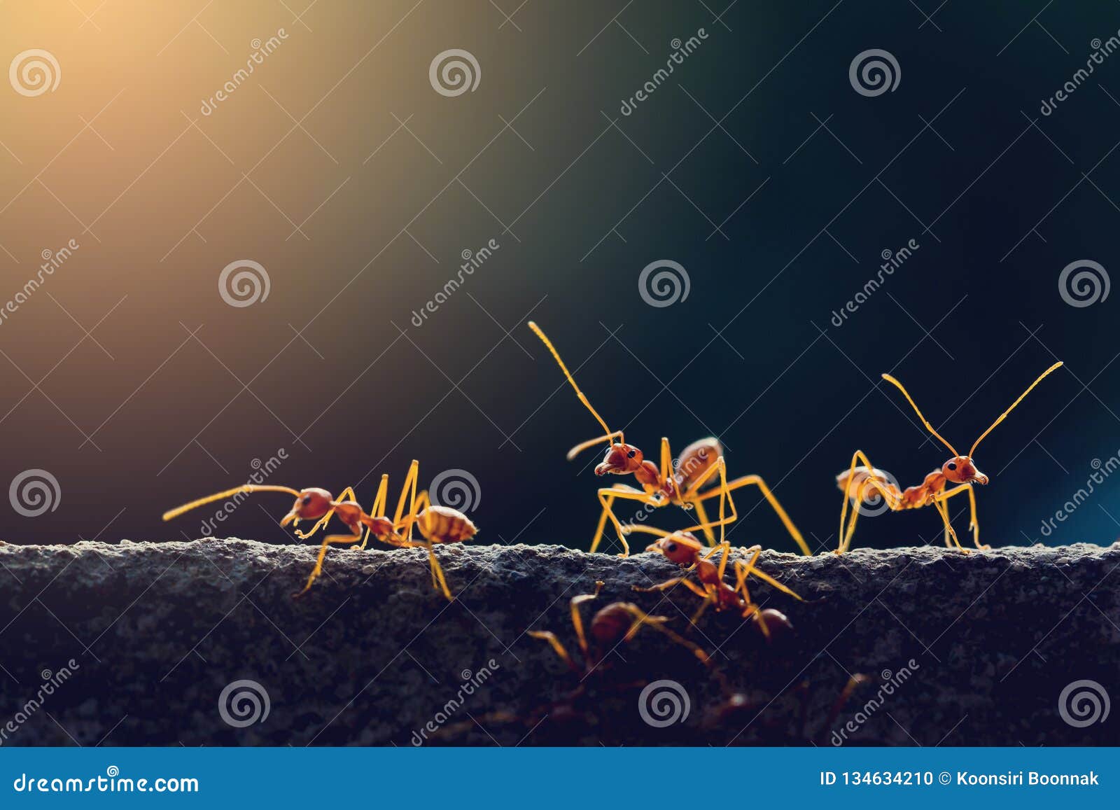 Macro Shot of Red Ant in Nature with Selective Focus Stock Photo ...