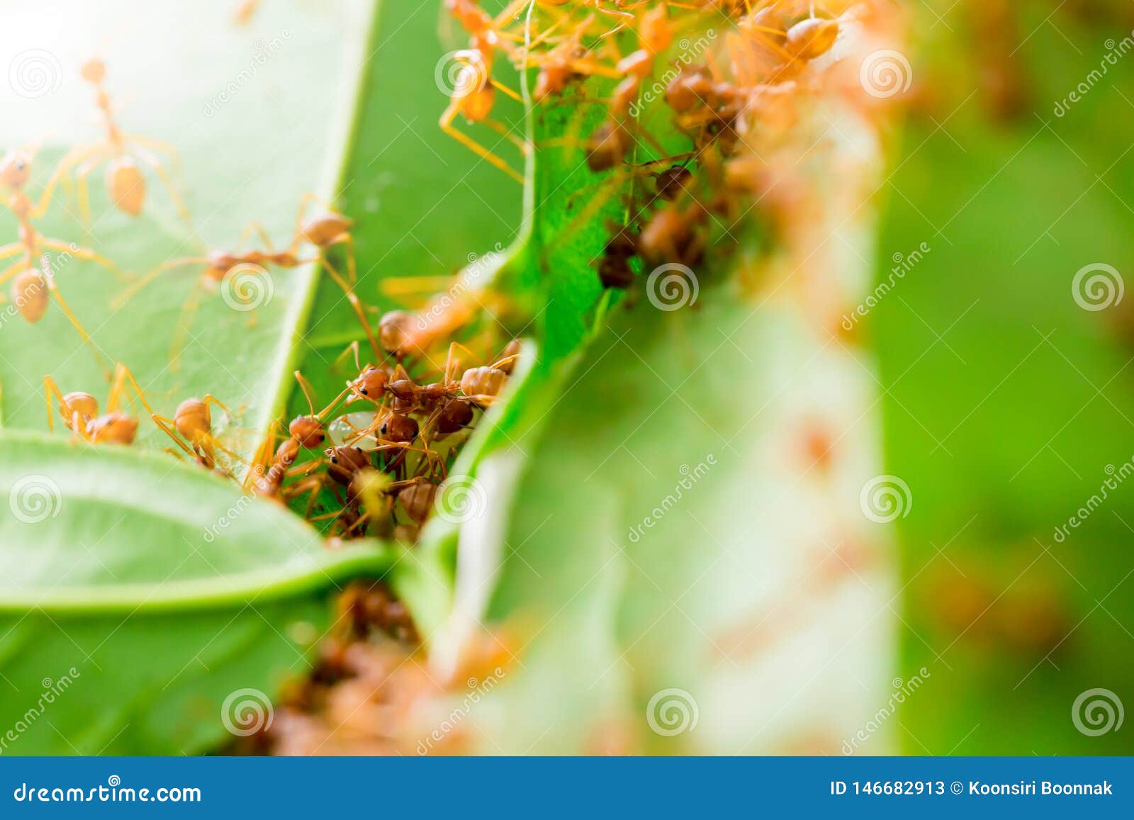 Macro Shot of Red Ant in Nature with Selective Focus Stock Image ...