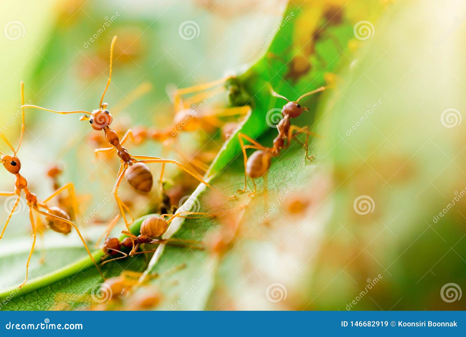 Macro Shot of Red Ant in Nature with Selective Focus Stock Image ...