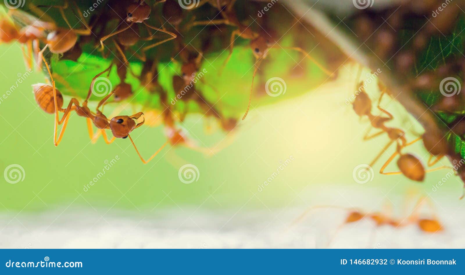 Macro Shot of Red Ant in Nature with Selective Focus Stock Photo ...