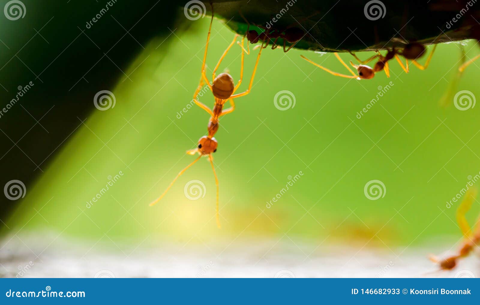 Macro Shot of Red Ant in Nature with Selective Focus Stock Image ...