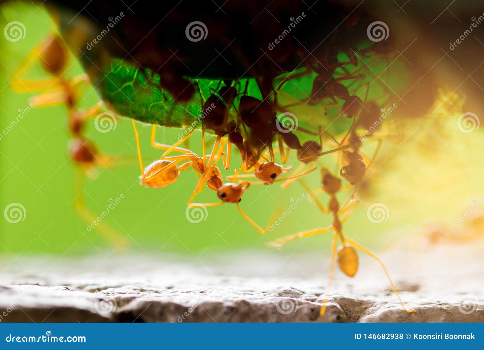 Macro Shot of Red Ant in Nature with Selective Focus Stock Photo ...